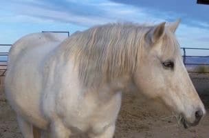 Our Horses - Blue Moon Rescue