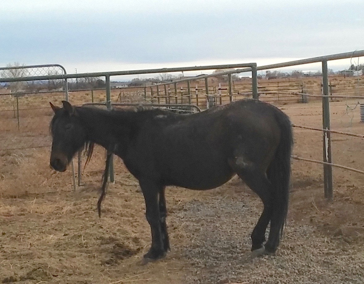 Our Horses - Blue Moon Rescue